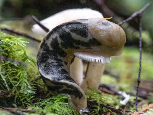 RES Speaker Series: ‘SLIME-in’ the Pacific Northwest | The Official ...