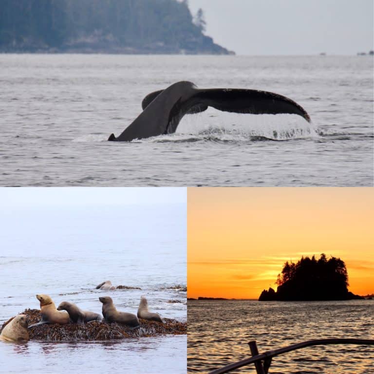 Cameron Ocean Adventures | The Official Tourism Tofino