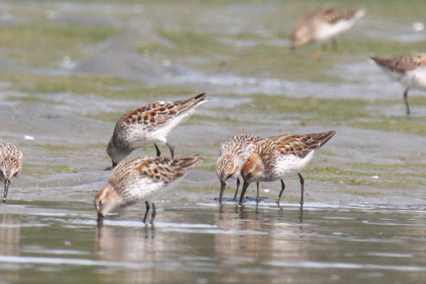 A Birding Walk With Birder Expert, Ian Cruickshank | The Official ...